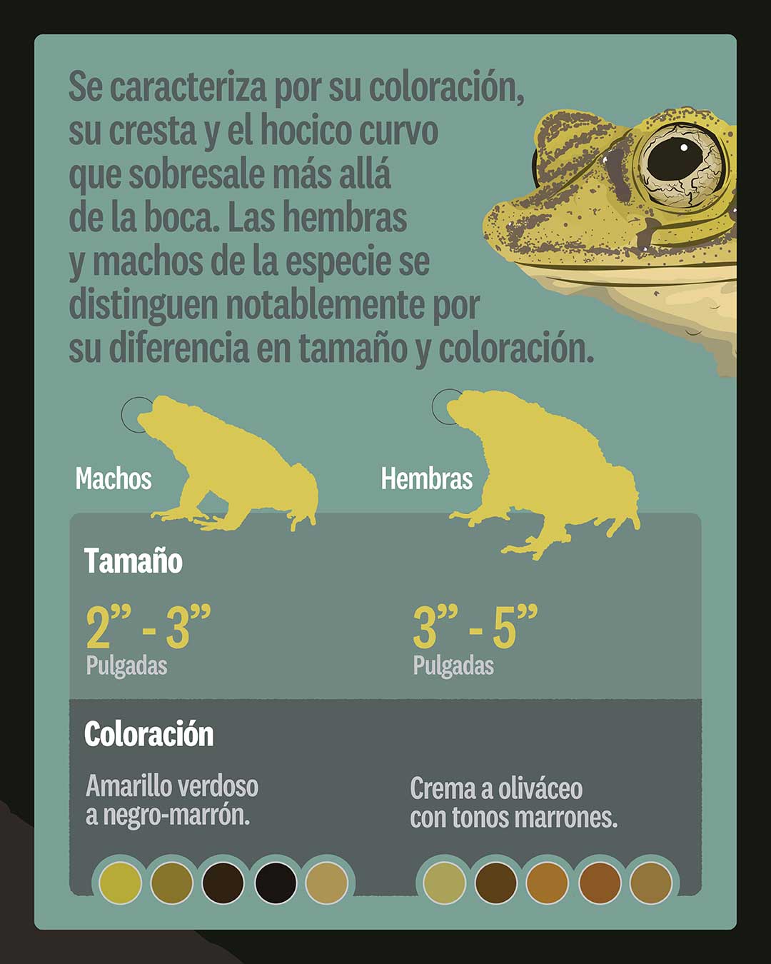 Sapo Concho - Biofact 3