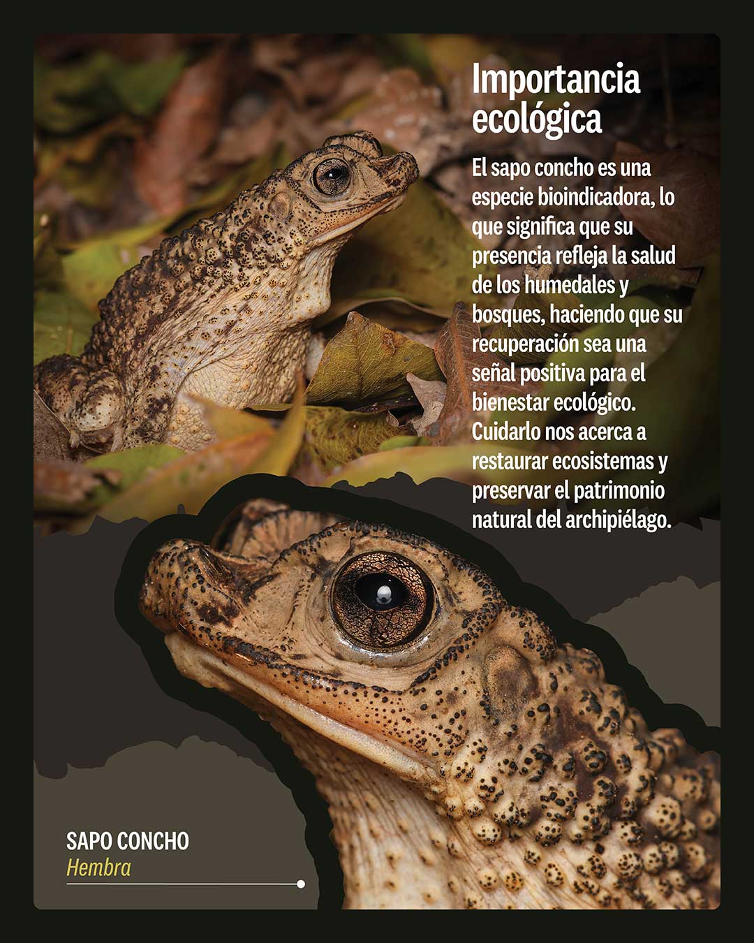 Sapo Concho - Biofact 8