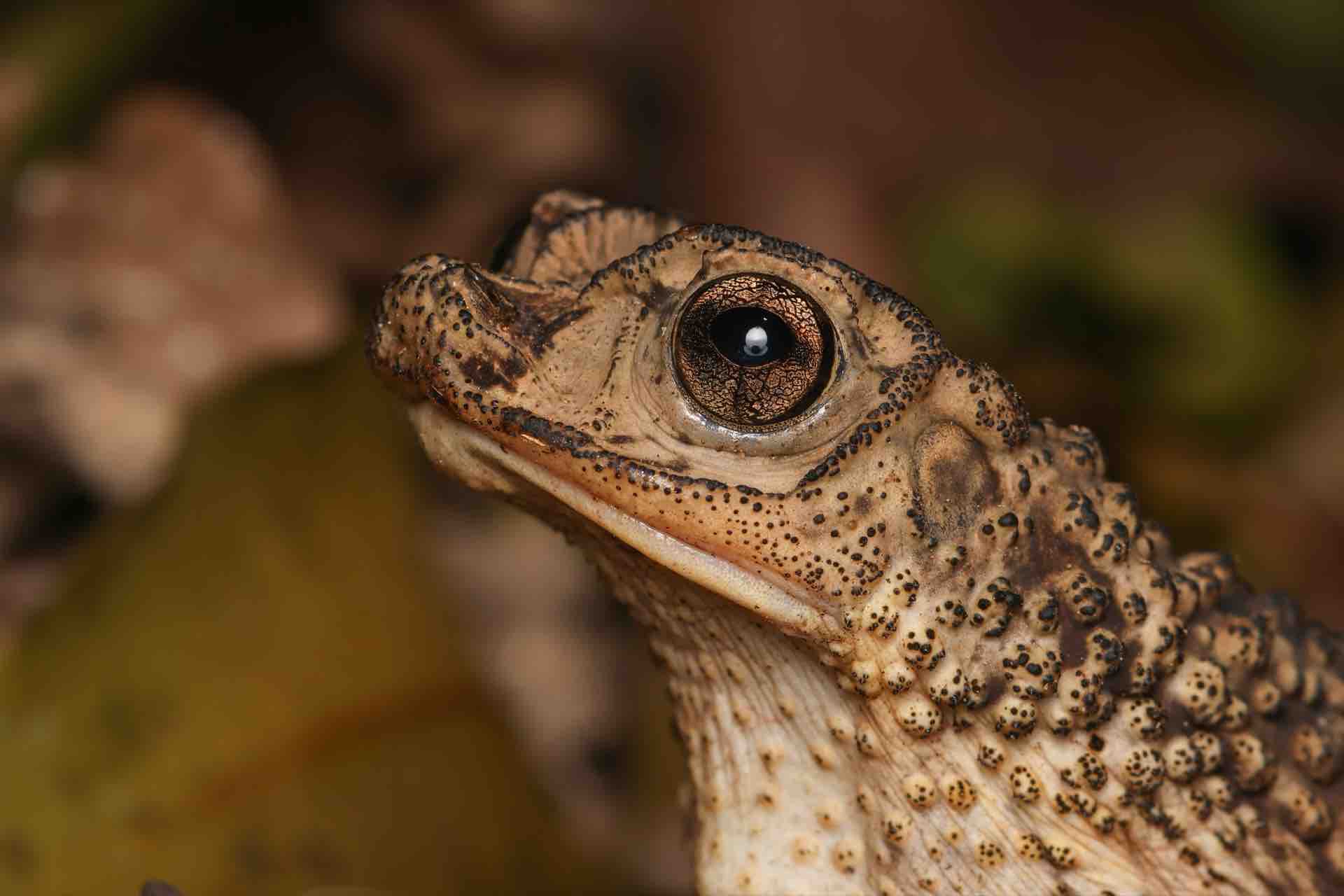 Sapo Concho - Imagen 1